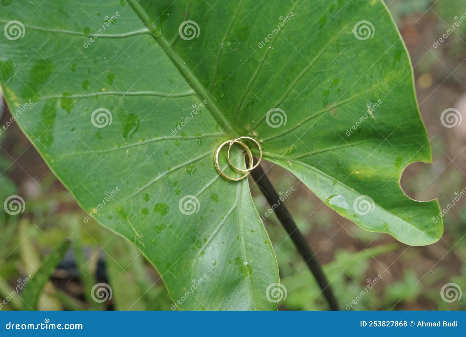 Plating on the leaf stock photo. Image of gift, isolated - 253827868