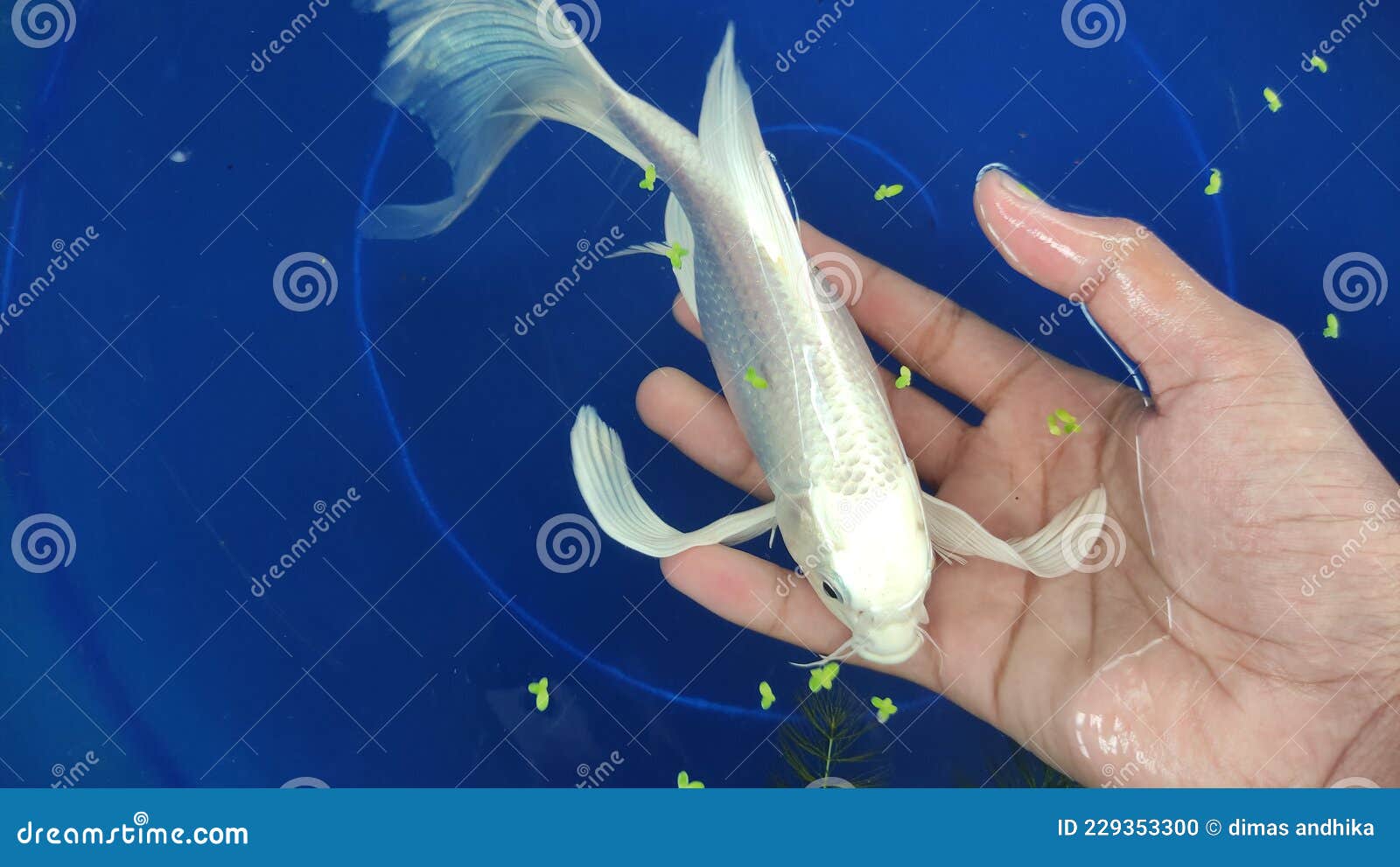 Platinum Koi Fish with Long Tail Stock Photo - Image of platinum, fish ...