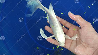 Platinum Koi Fish with Long Tail Stock Photo - Image of platinum, fish ...