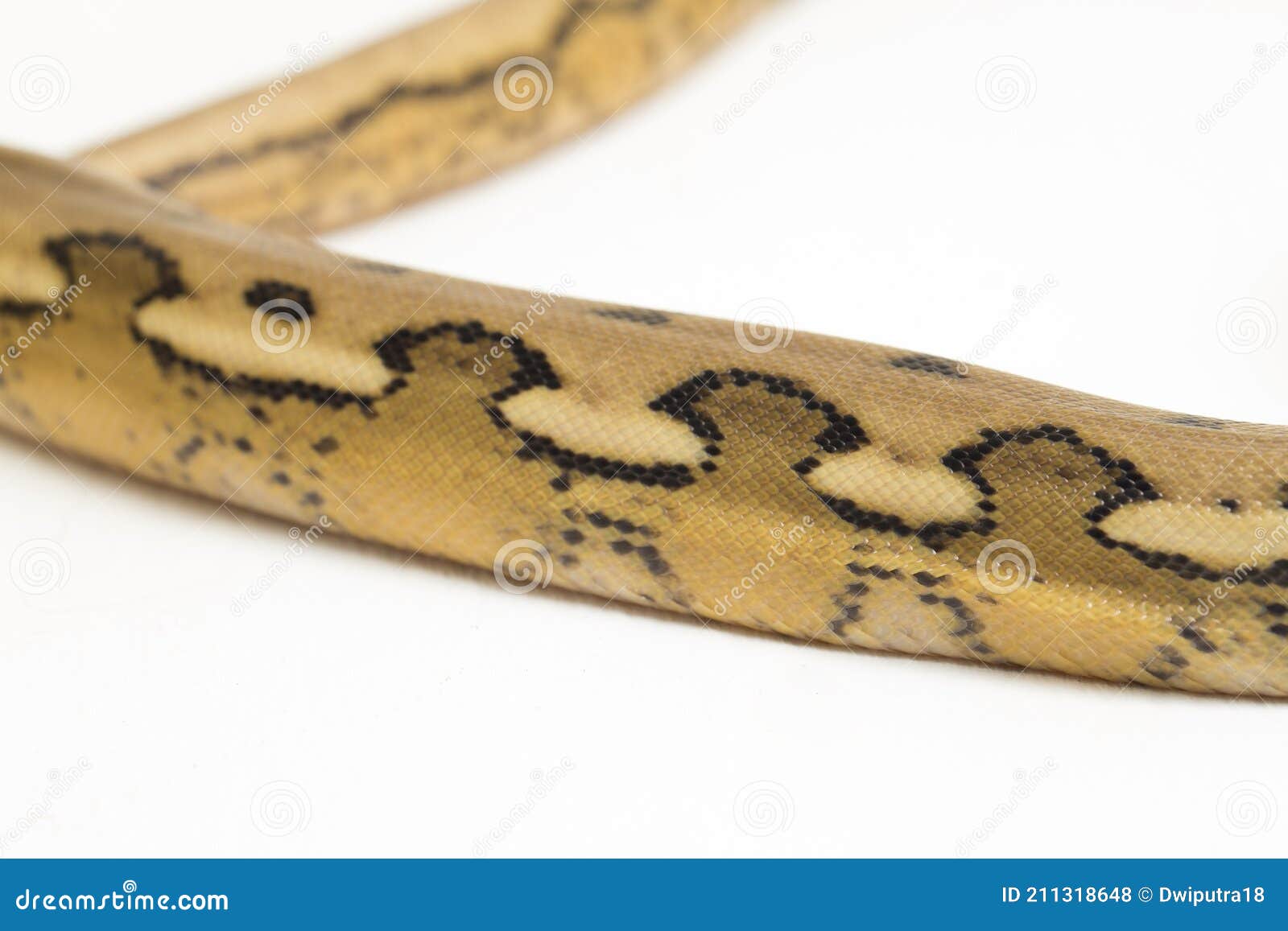 Platinum Tiger Reticulated Python Snake Stock Photo - Image of jungle ...