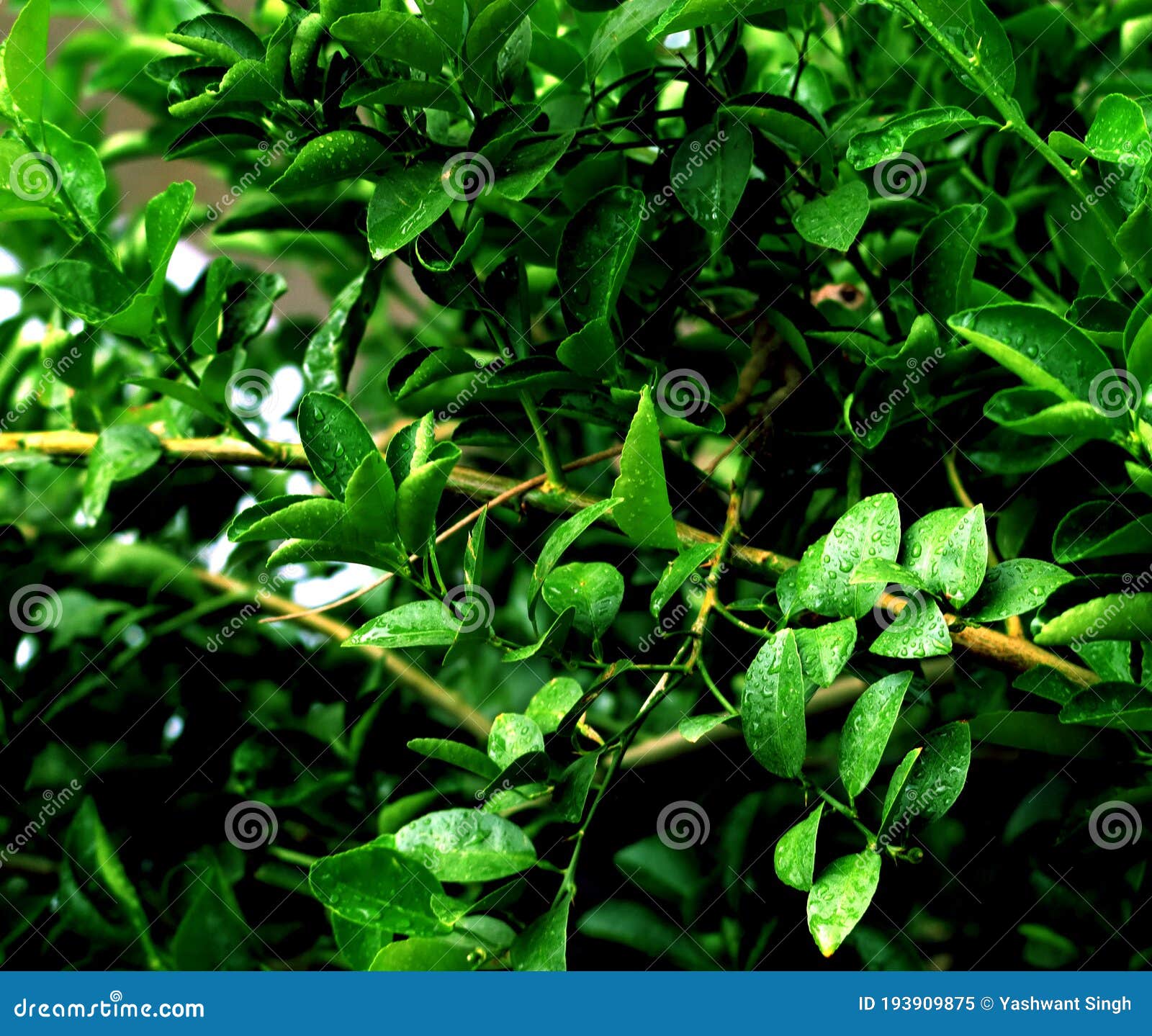 Plato Dulce De Coco Indio En Un Plato Imagen de archivo - Imagen de ...