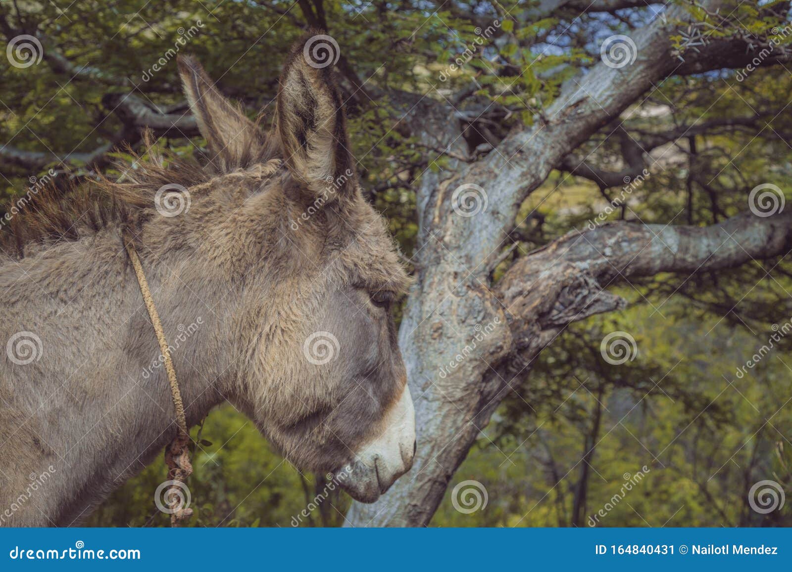 Platte Details Van Het Hoofd Van Een Ezel Stock Afbeelding - Image of ...