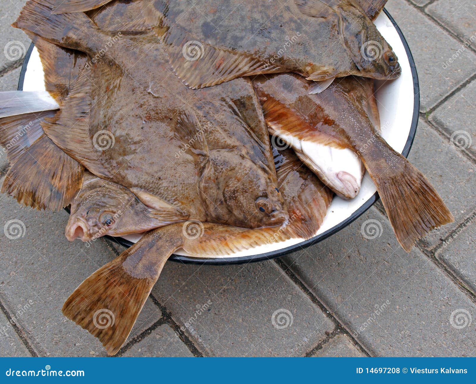 Platvissen 2 stock foto. Image of veel, visser, partij - 14697208