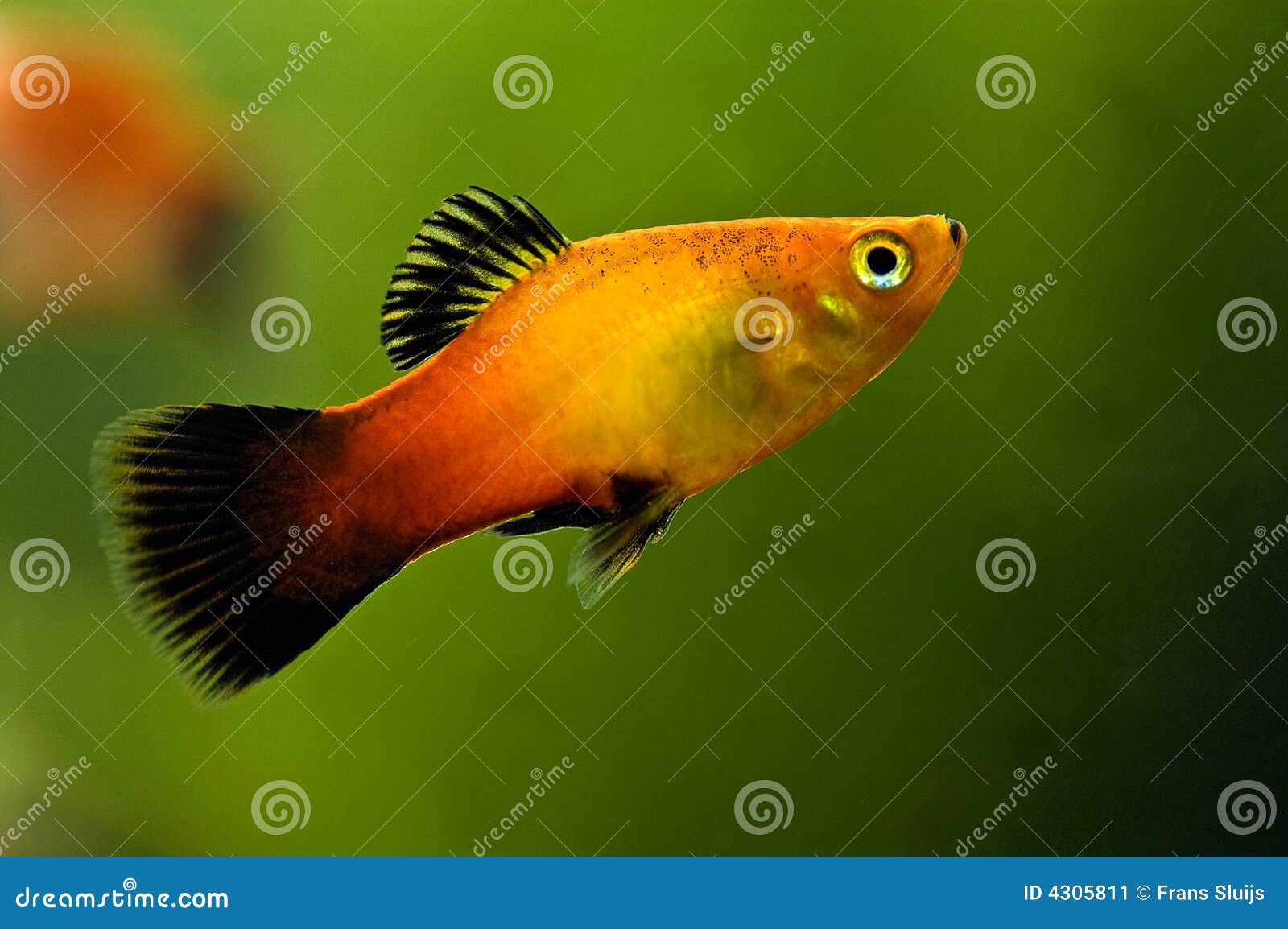 Platy closeup stock image. Image of african, iridescent - 4305811