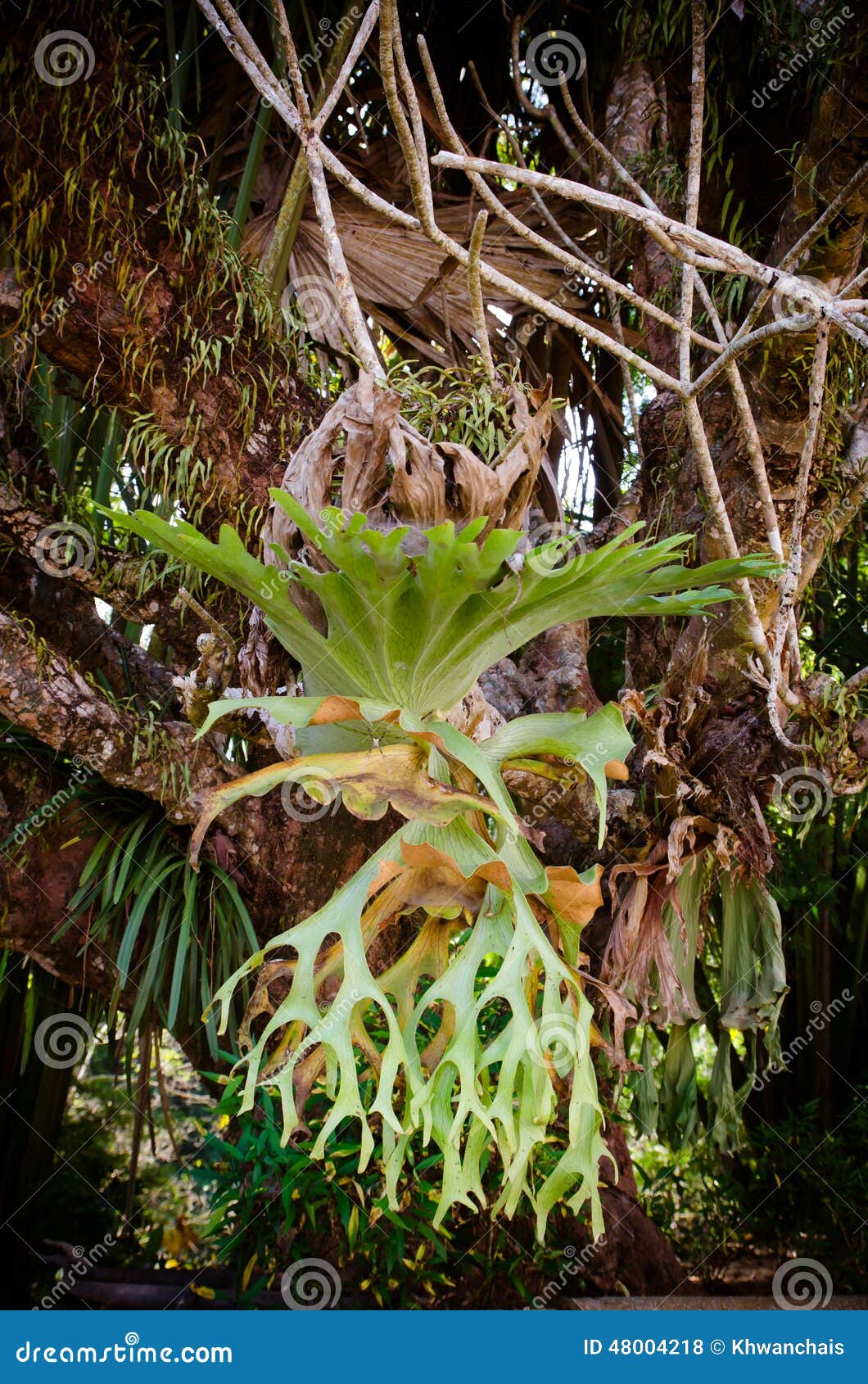 Platycerium on the tree stock photo. Image of desvaux - 48004218