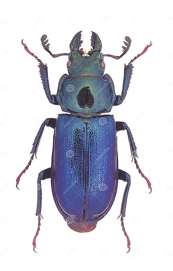 Platycerus Capraea Stag Beetle Stock Image - Image of europe, closeup ...