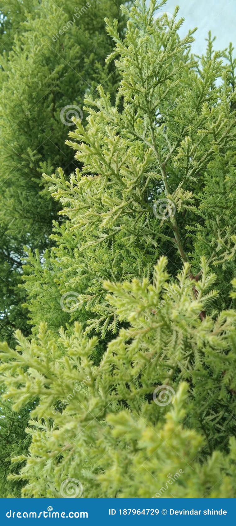 Platycladus Orientalis Garden Plant Stock Image - Image of herb, shrub ...