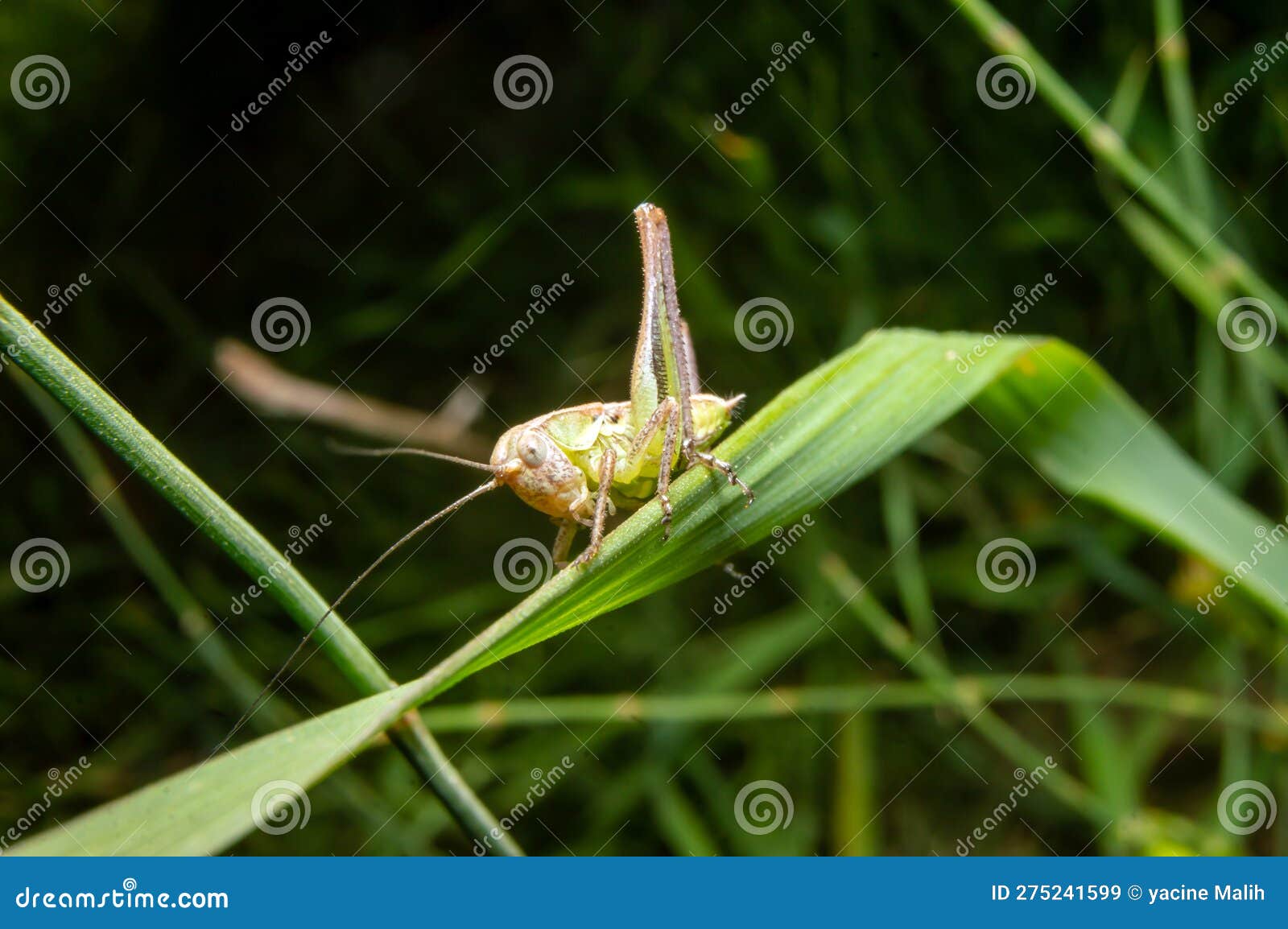 Platycleis is a Genus of Bush Crickets Stock Image - Image of bush ...