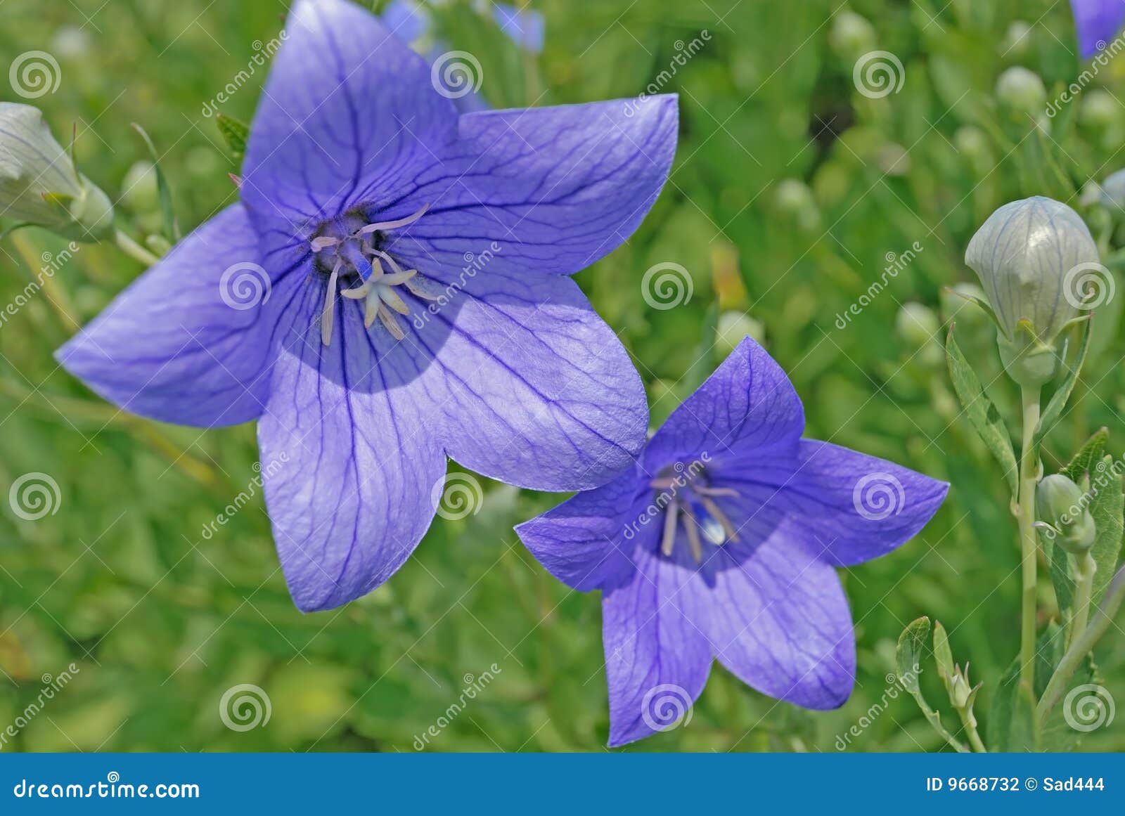 Platycodon stock photo. Image of macro, backgrounds, beauty - 9668732