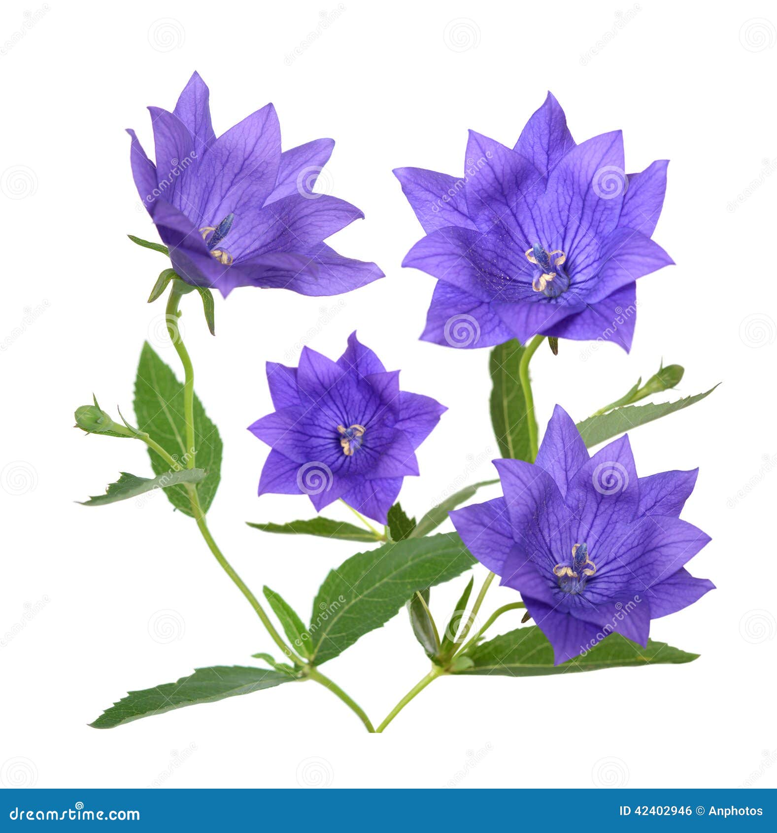Platycodon grandiflorus 库存照片. 图片 包括有 花粉, 空白, 膨胀, 水平, 紫色 - 42402946