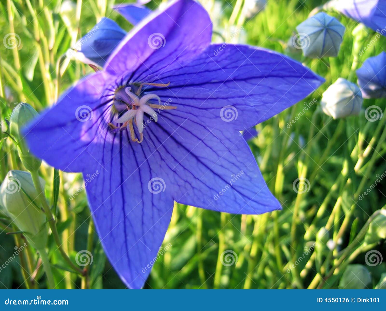 Platycodon Grandiflorus Flower Stock Photo - Image of bellflower ...