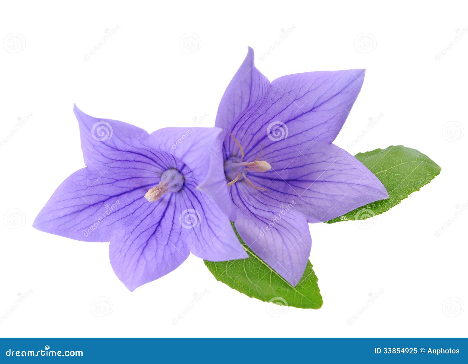 Platycodon grandiflorus stock image. Image of color, herb - 33854925