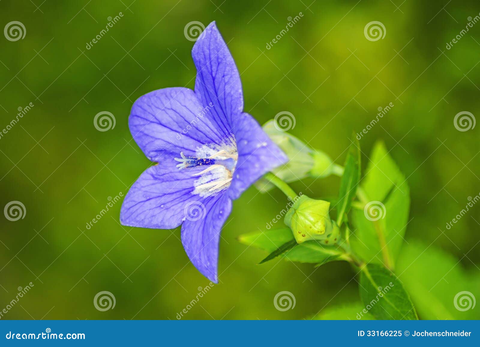 Platycodongrandiflorus, Chinese Bellflower Stock Afbeelding - Image of ...