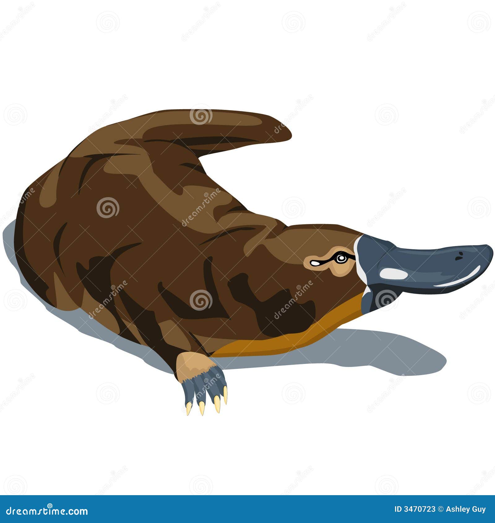 Platypus stock vector. Illustration of platypus, claw - 3470723