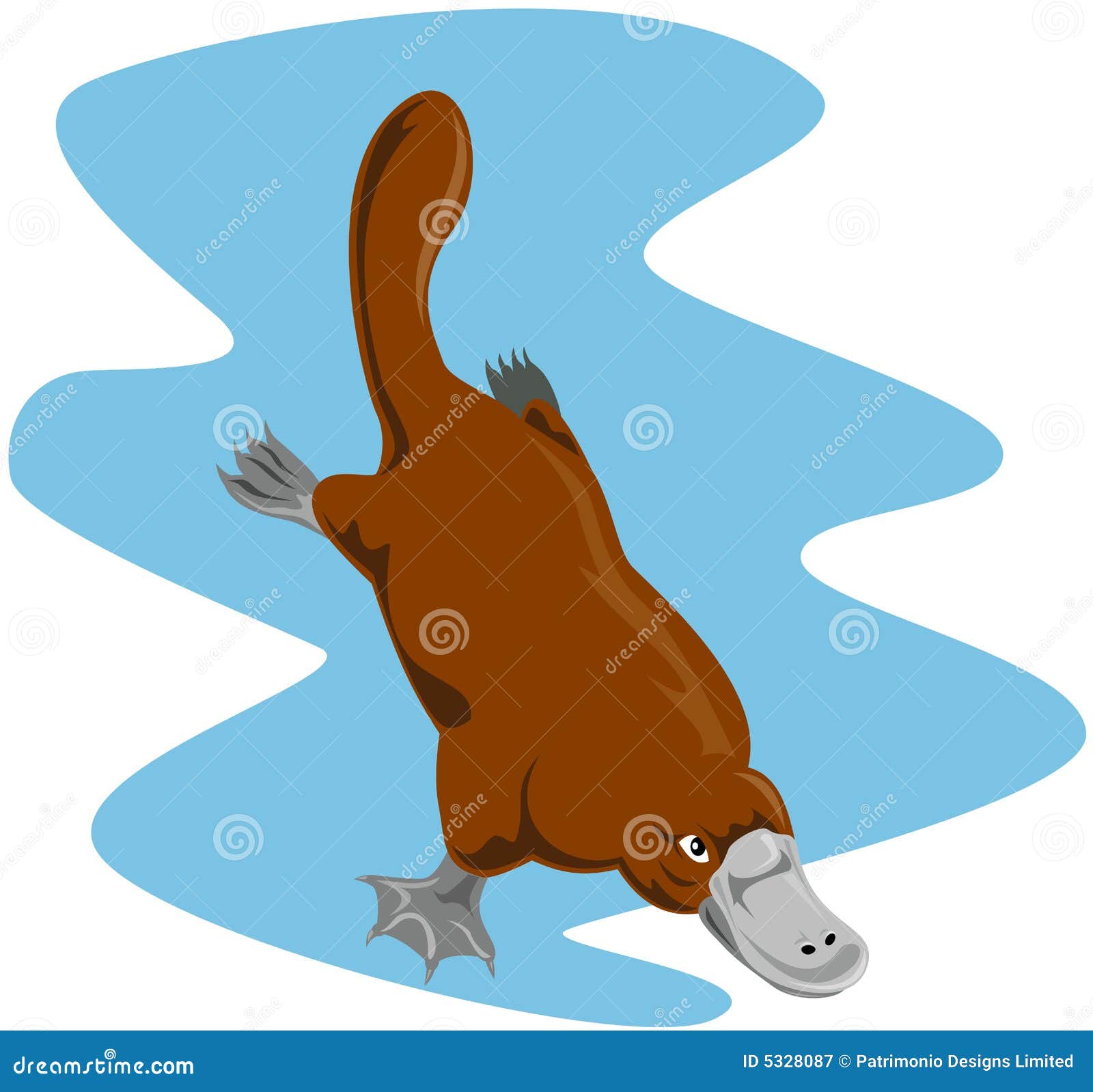 Platypus stock vector. Illustration of evolution, mammal - 5328087