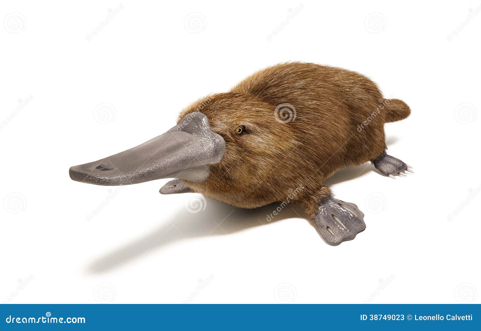 Platypus Duck-billed Animal. Stock Image - Image of venomous, tasmania ...