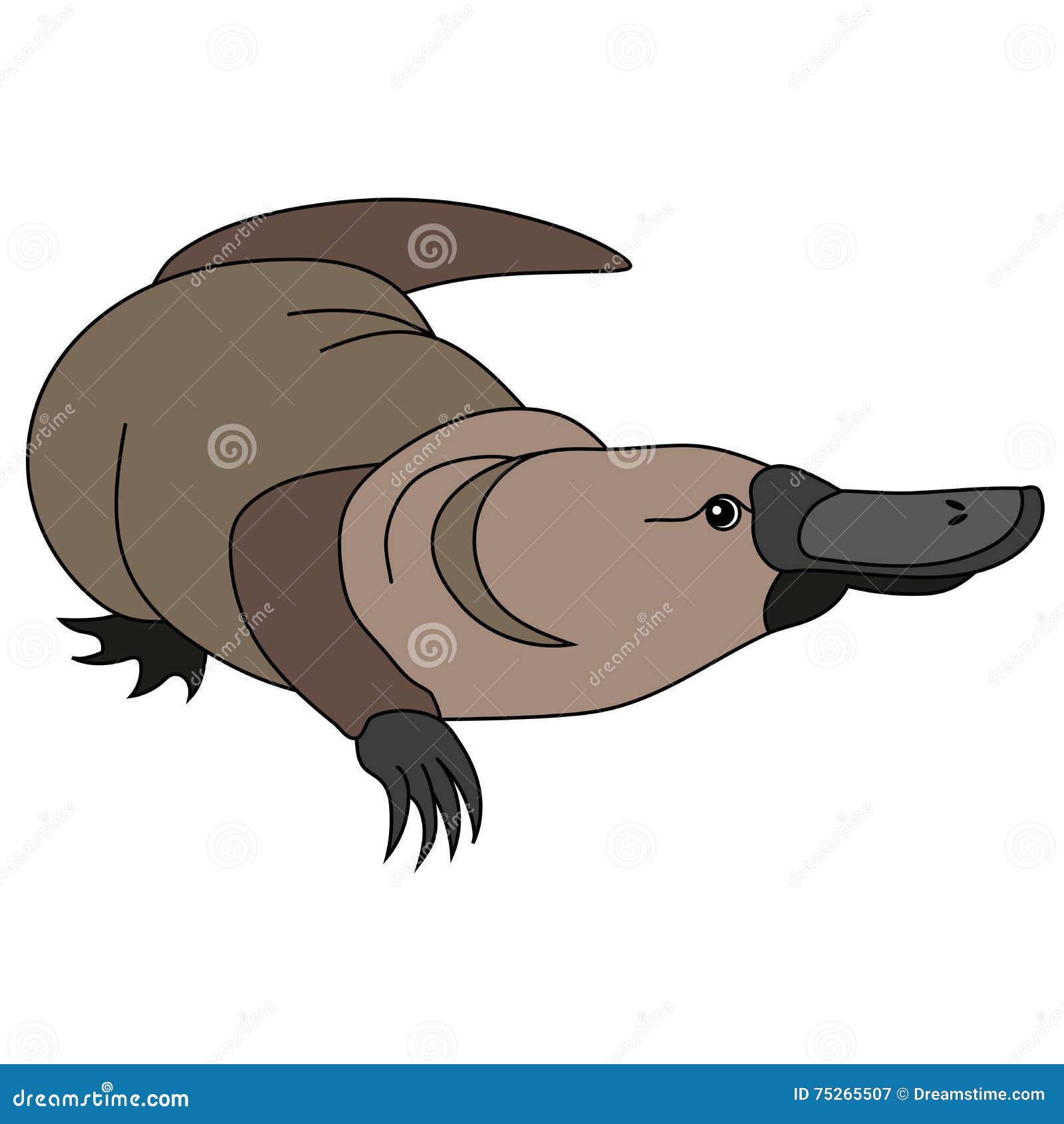 Platypus stock vector. Illustration of wild, safari, cute - 75265507