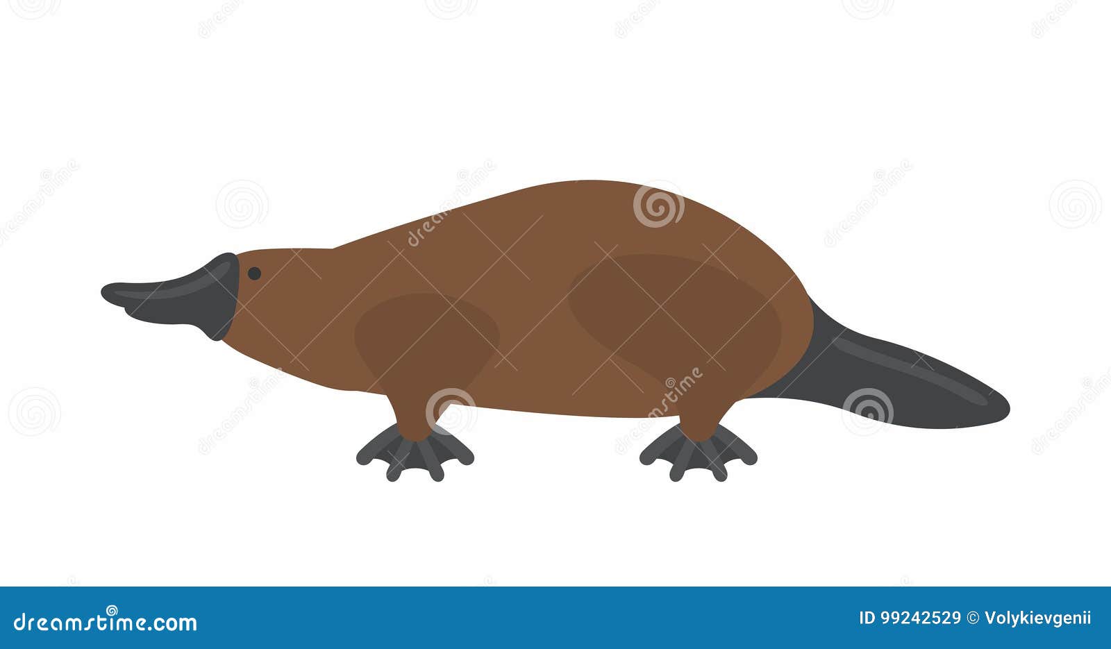 Platypus Stock Illustrations – 658 Platypus Stock Illustrations ...
