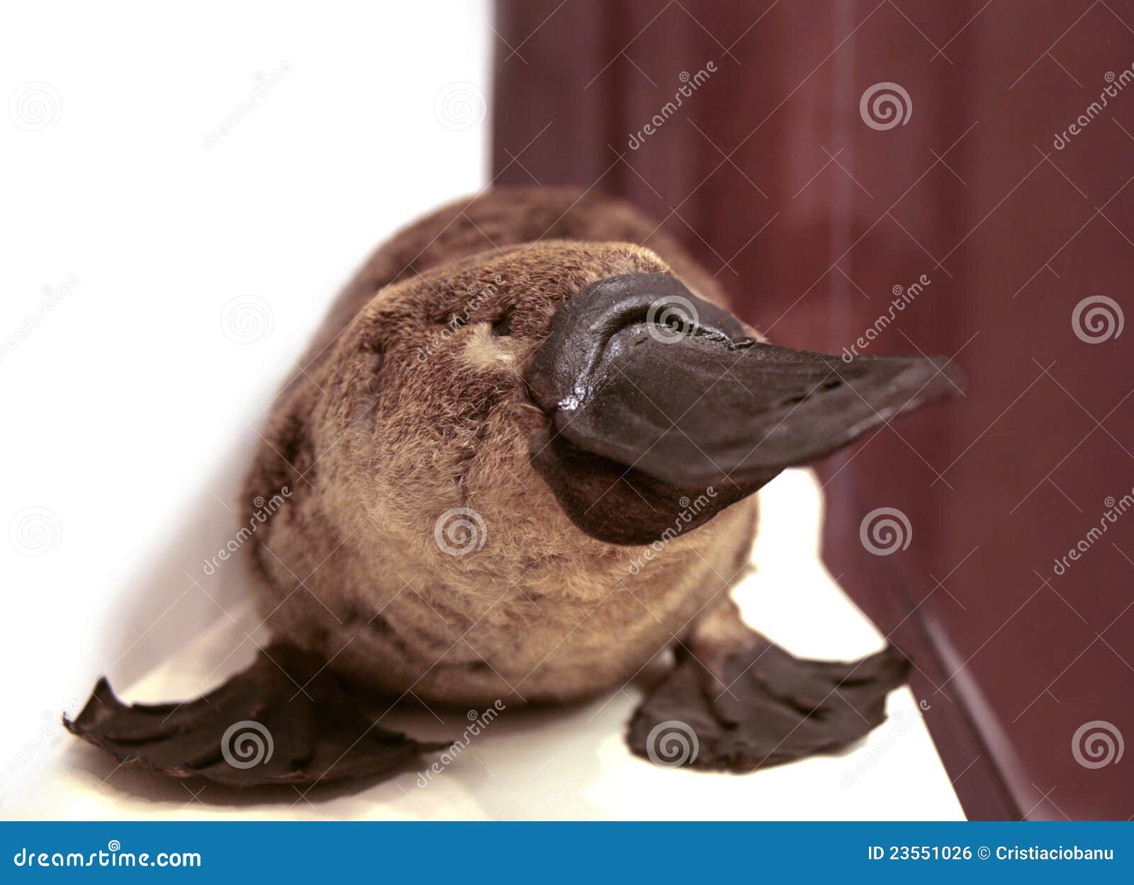 Platypus portrait stock photo. Image of closeup, close - 23551026