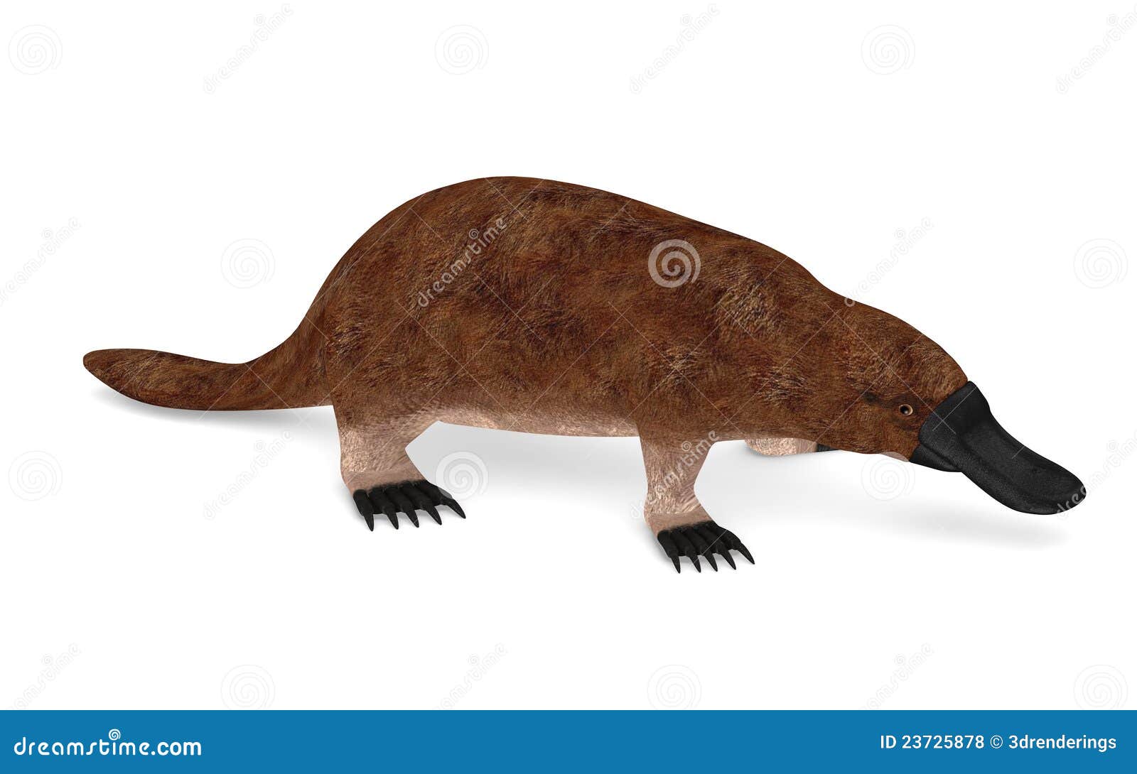 Platypus (render) stock illustration. Illustration of duck - 23725878