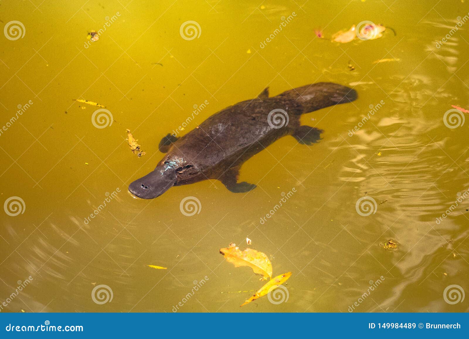 Platypus in a River from Aboth Stock Image - Image of creek, life ...
