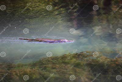 Platypus Swimming in Its Lake in Australia Stock Photo - Image of ...
