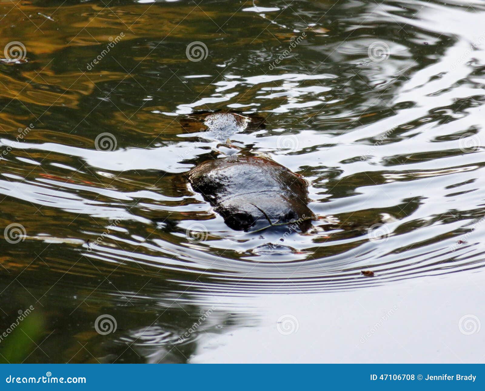 Platypus swimming in river stock photo. Image of wild - 47106708