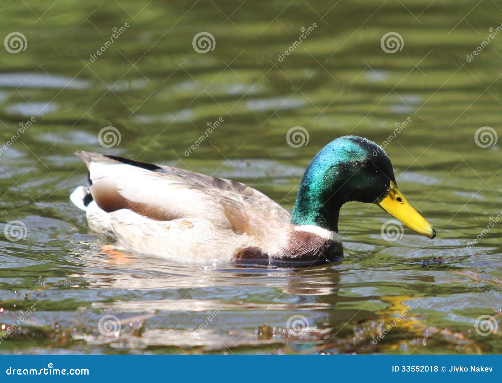 Platyrhynchos Van Wilde Eend Groene Geleide Duck Anas - Mannetje Stock ...