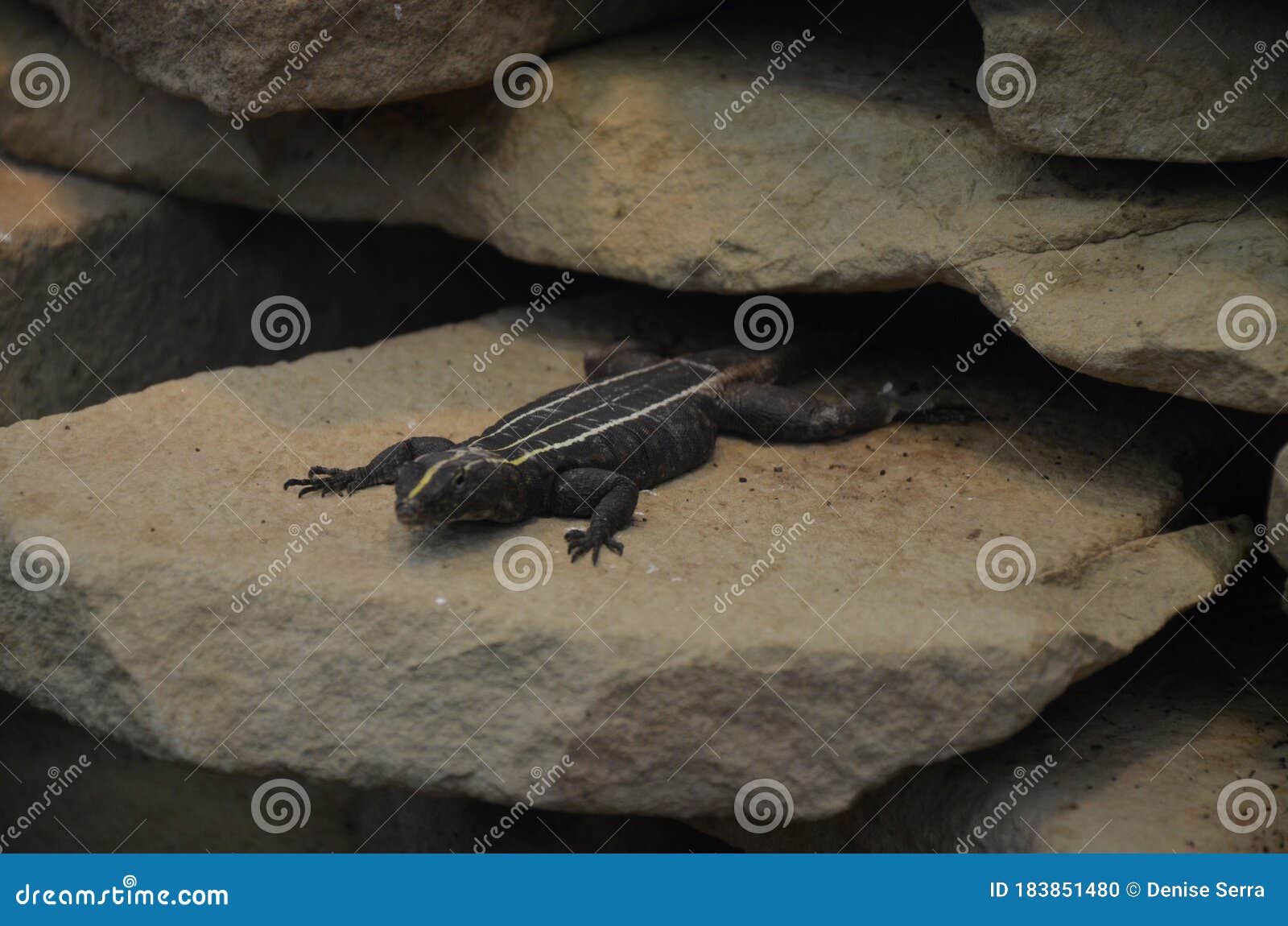 Platysaurus Imperator in the Zoo Stock Photo - Image of imperator ...