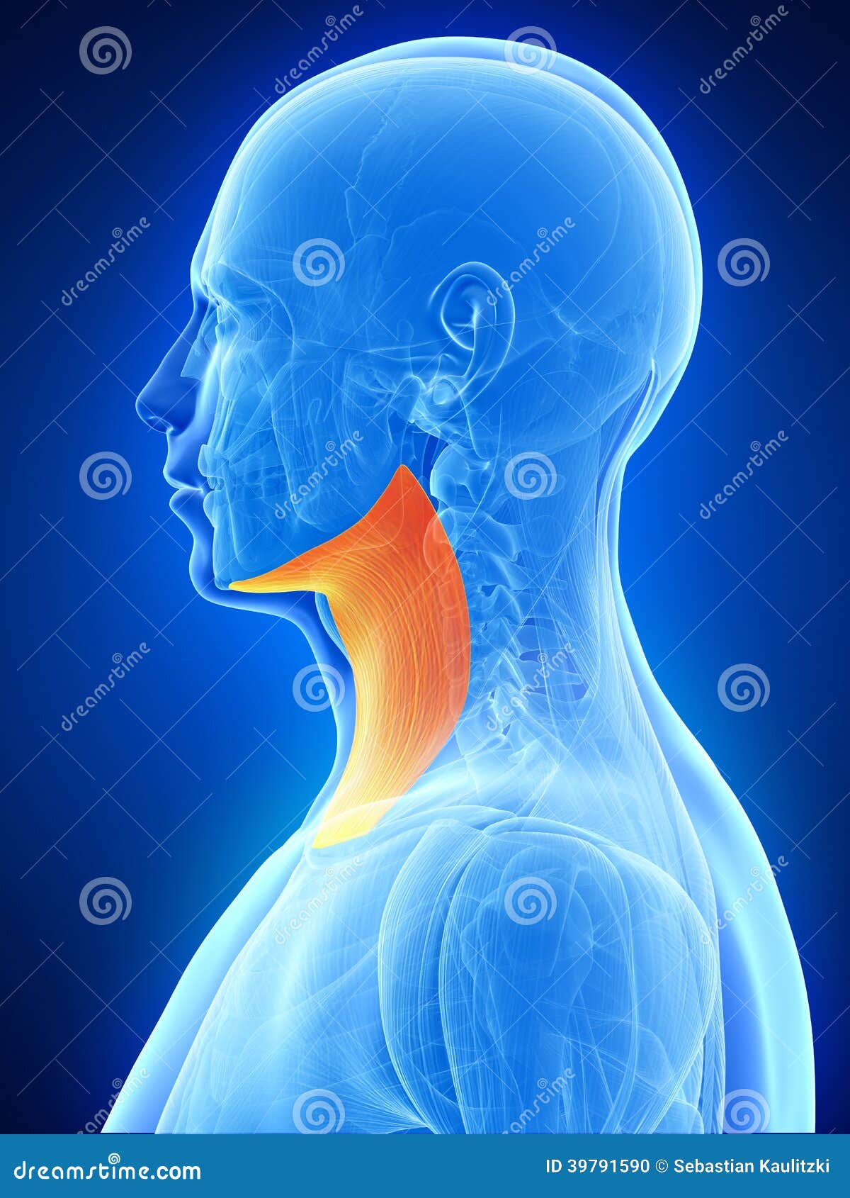 The platysma stock illustration. Illustration of physiology - 39791590