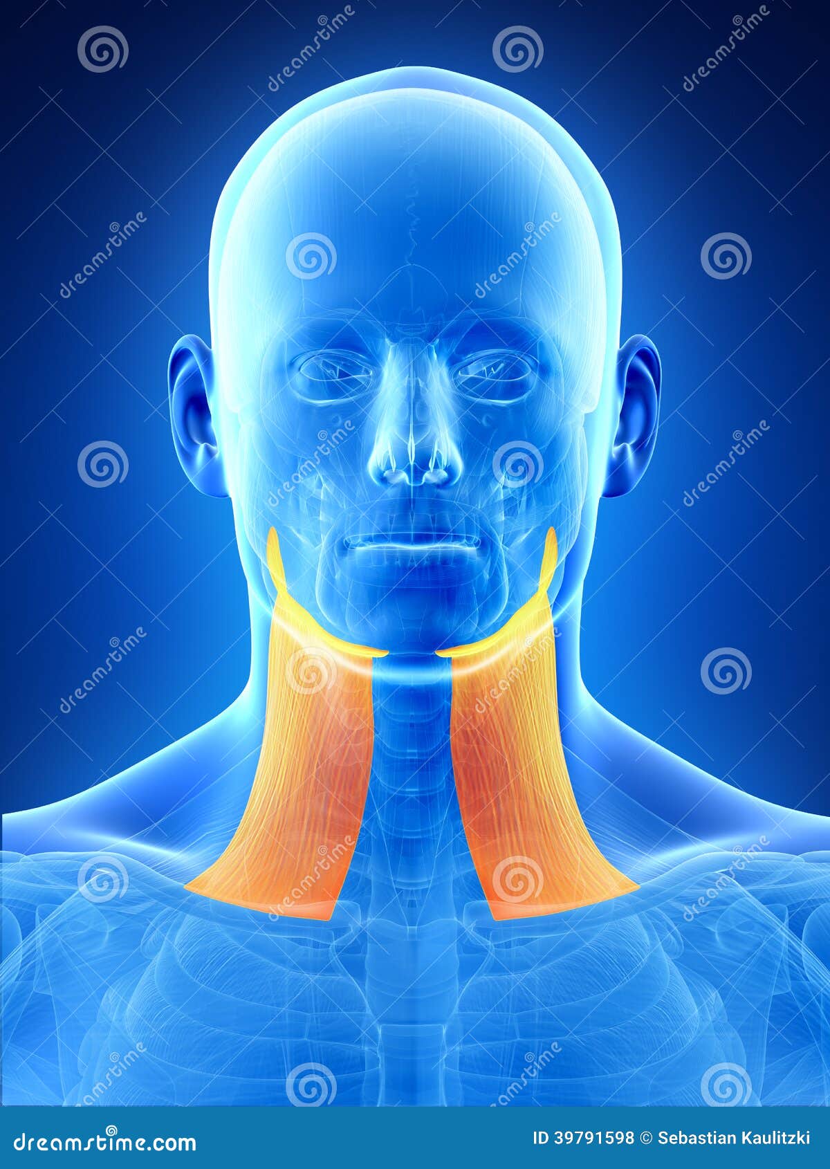 The platysma stock illustration. Illustration of structure - 39791598