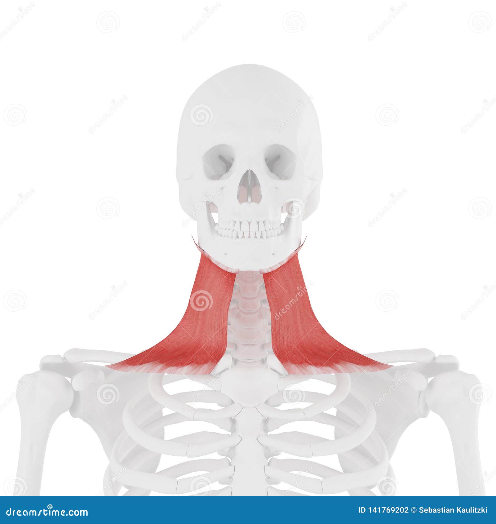 The Platysma stock illustration. Illustration of anatomical - 141769202