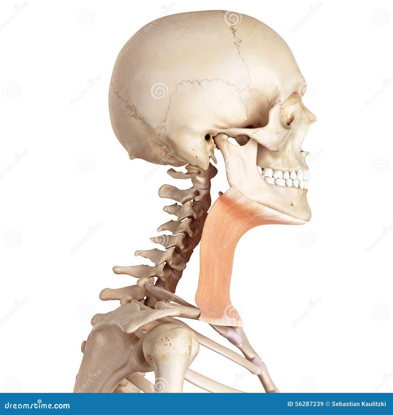 The platysma stock illustration. Illustration of graphic - 56287239