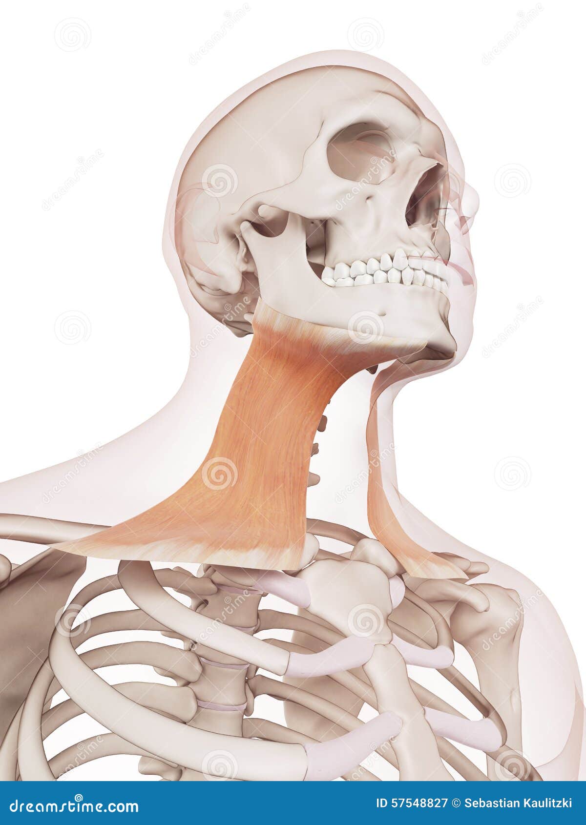 The platysma stock illustration. Illustration of accurate - 57548827