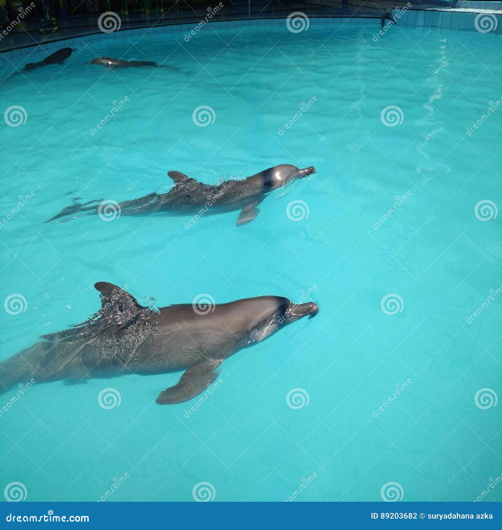 Play with dolphin stock photo. Image of ocean, water - 89203682