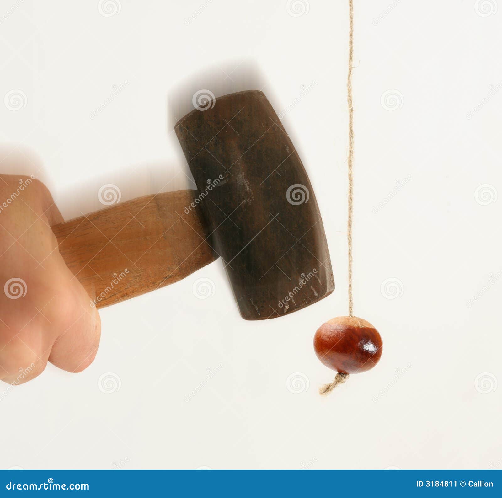Play fair stock image. Image of power, conker, play, competitive - 3184811