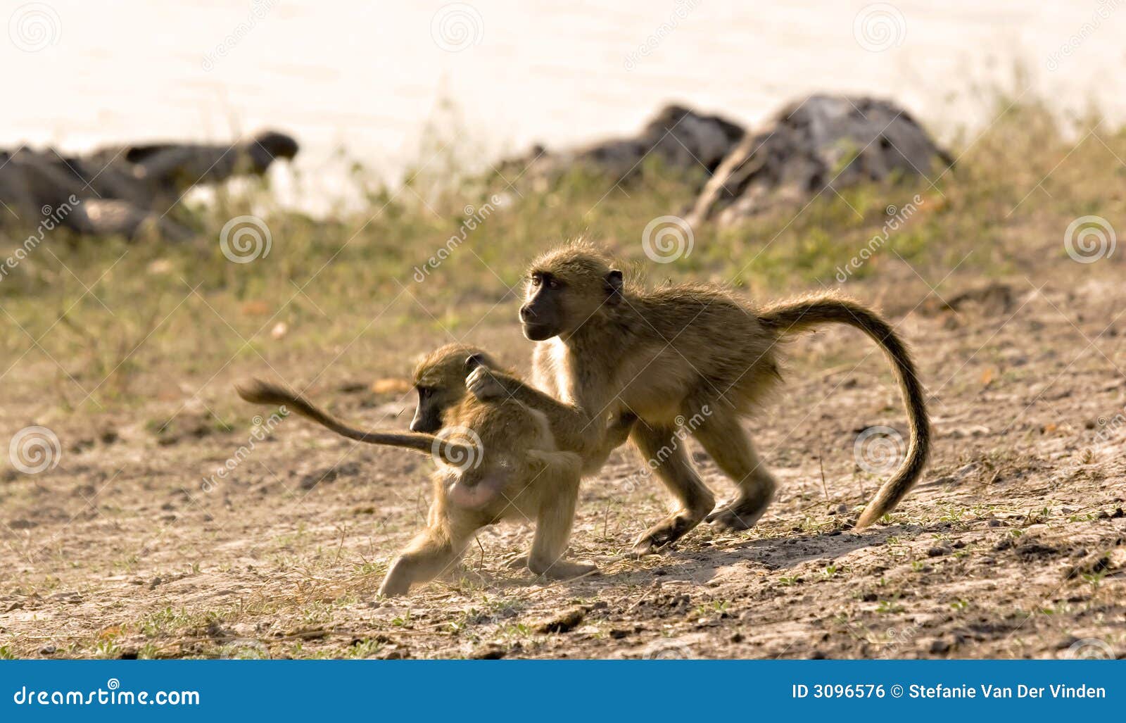 Play-fight stock photo. Image of baboons, safari, baboon - 3096576