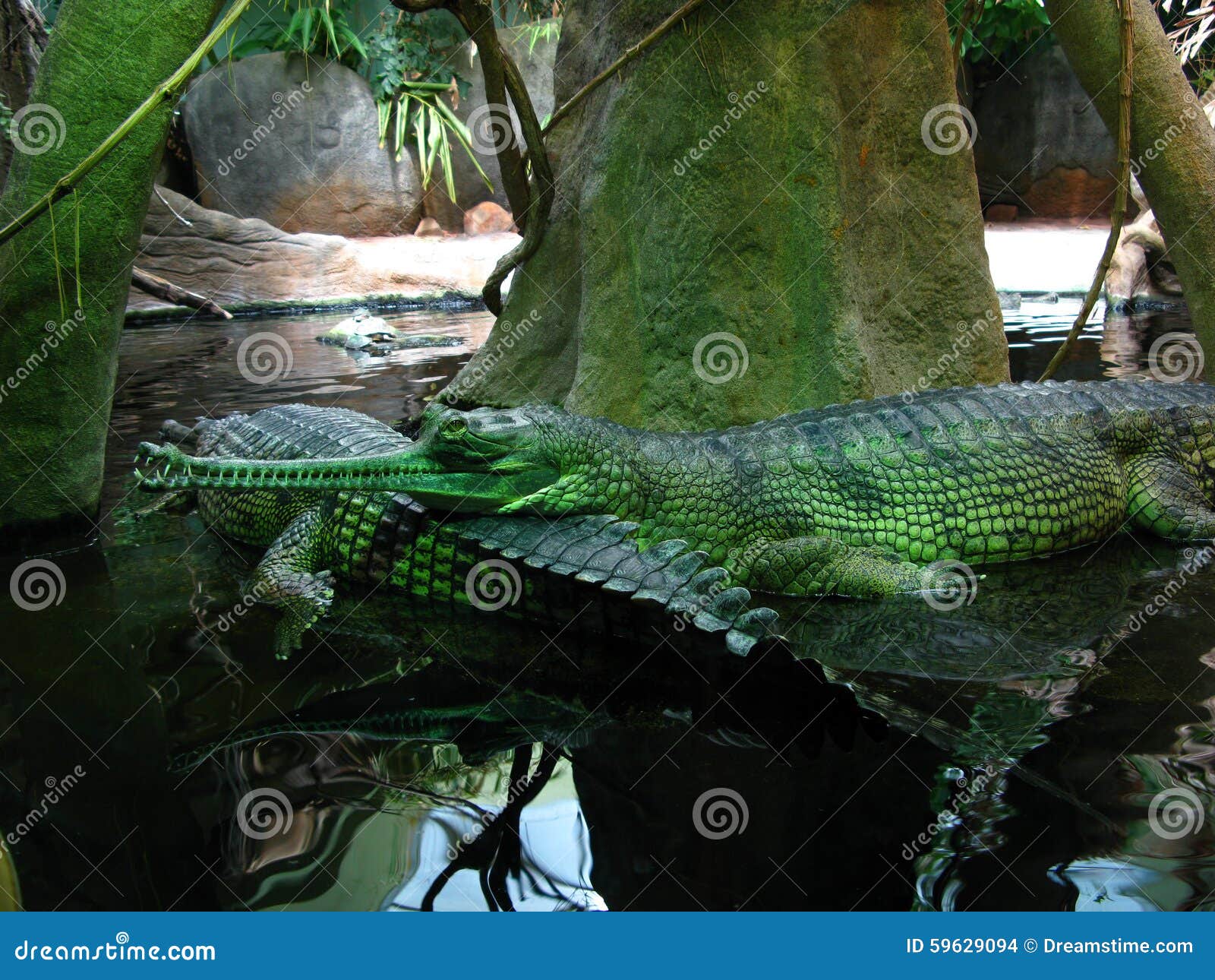 Play in green stock photo. Image of swamp, green, enjoying - 59629094