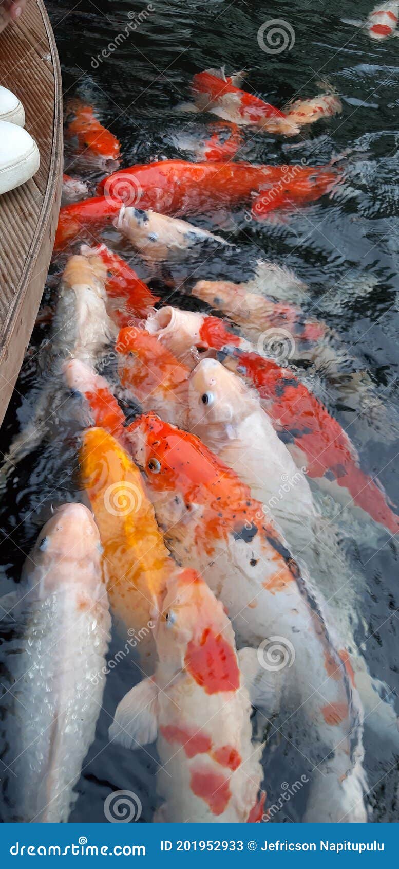 Play with koi fish stock image. Image of feeding, pond - 201952933