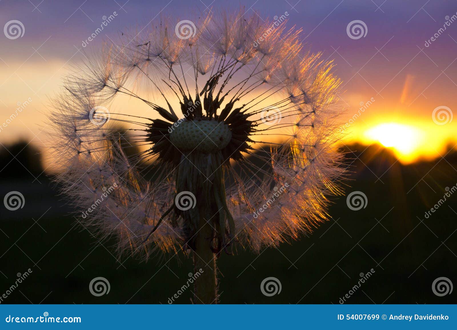 Play of Light in the Dandelion. Stock Image - Image of macro ...