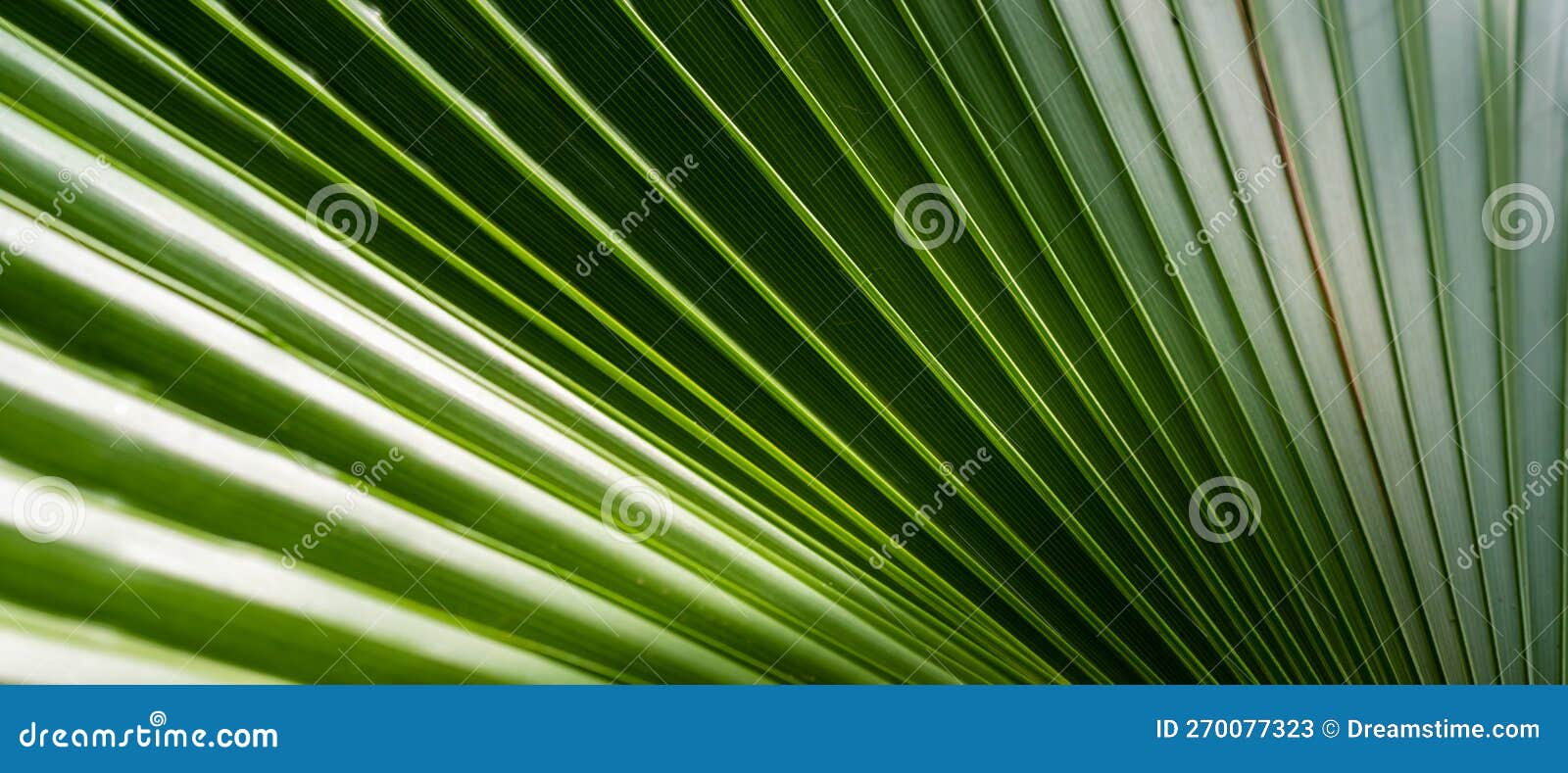 The Play of Light and Shadows, the Texture of Straight Lines Near the ...