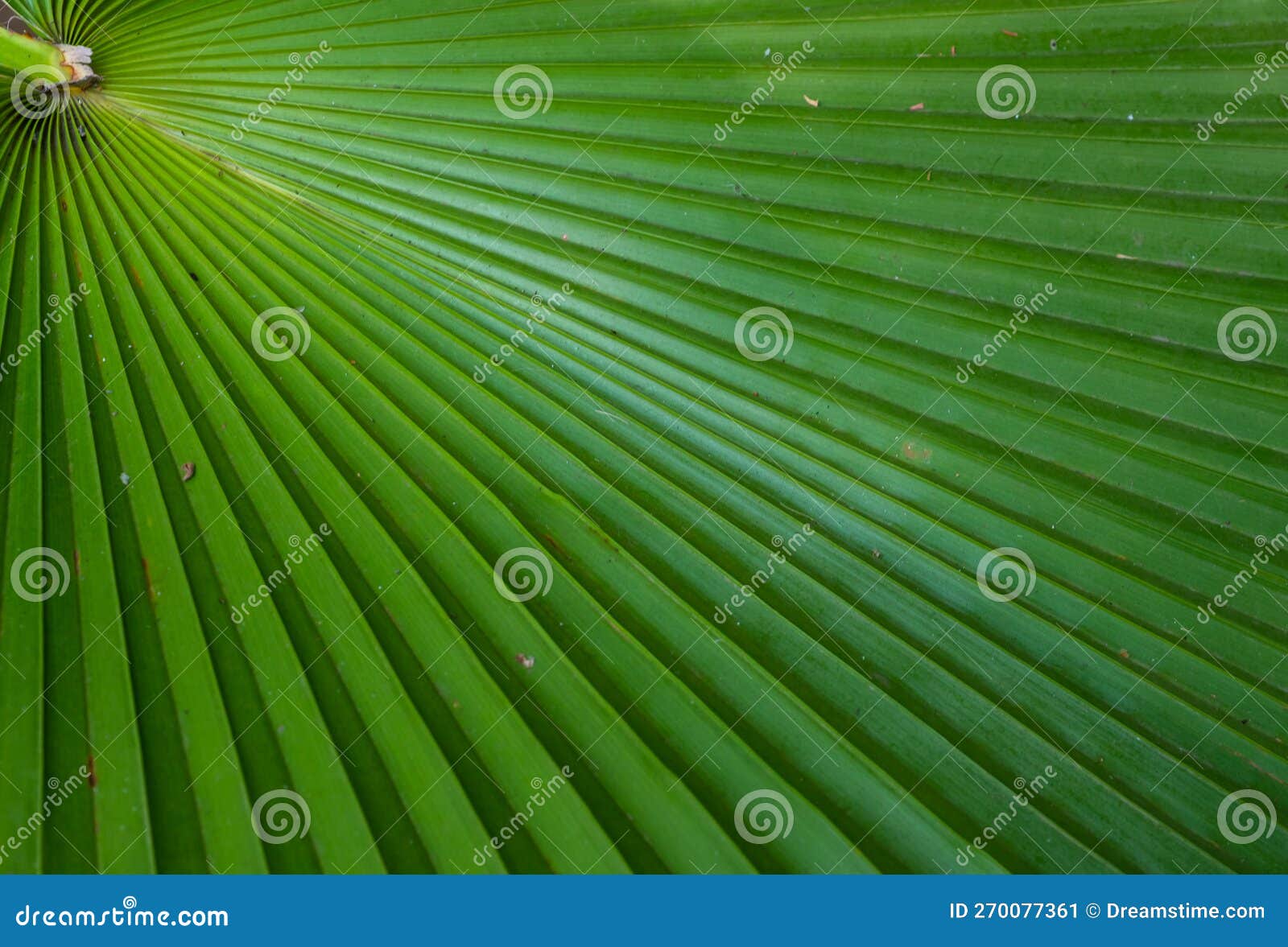 The Play of Light and Shadows, the Texture of Straight Lines Near the ...