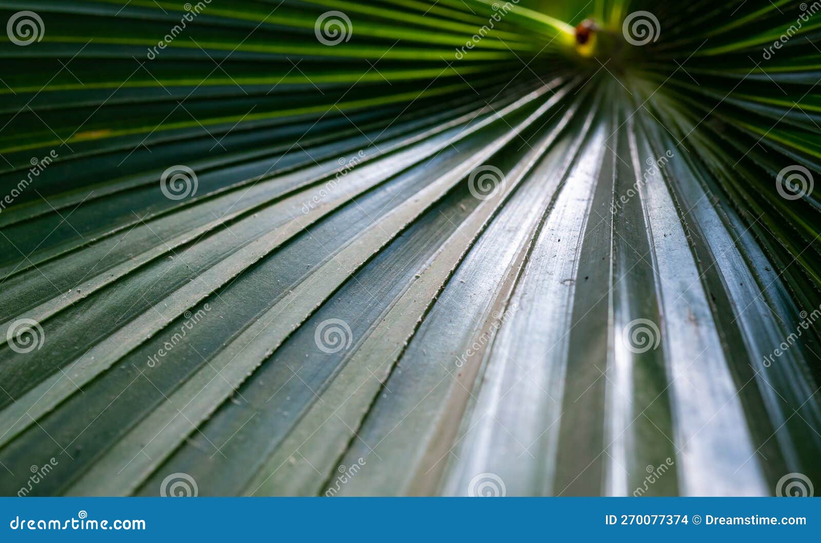 The Play of Light and Shadows, the Texture of Straight Lines Near the ...