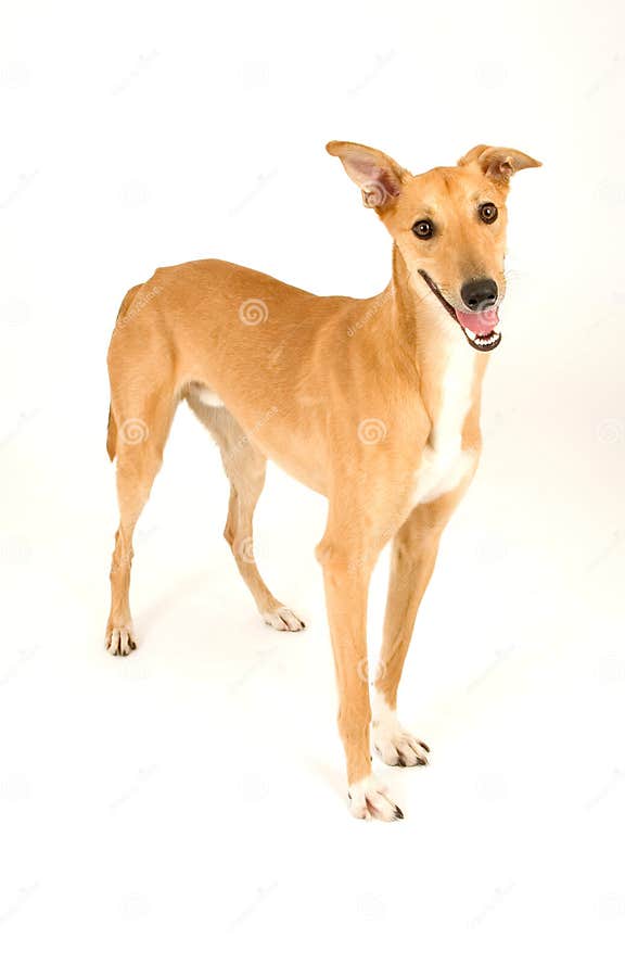 Play with me!! stock photo. Image of male, lovely, faun - 4412284