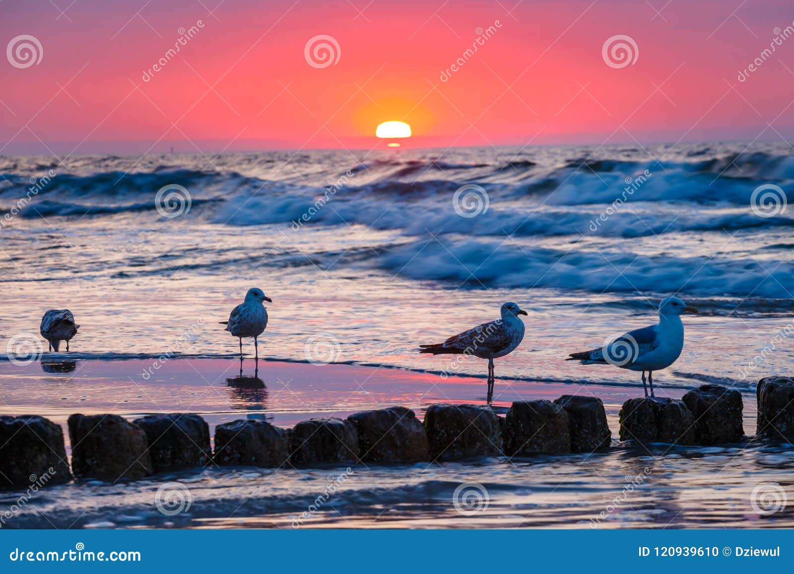 Playa Con Las Gaviotas Que Se Sientan En El Rompeolas Foto de archivo ...