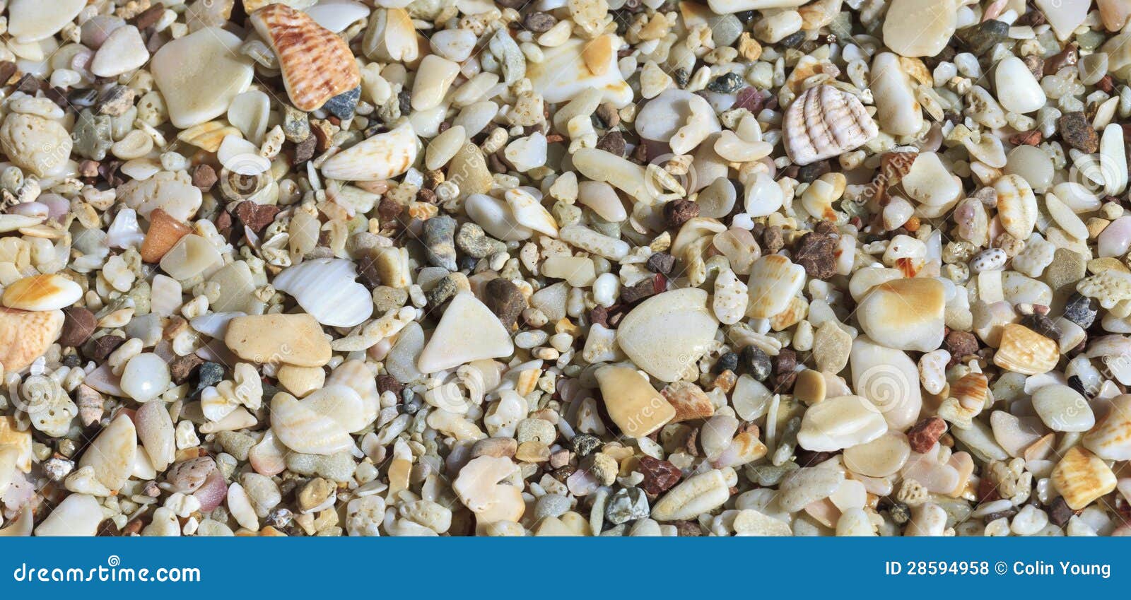 Playa Conchal Shells 2 stock photo. Image of nautical - 28594958