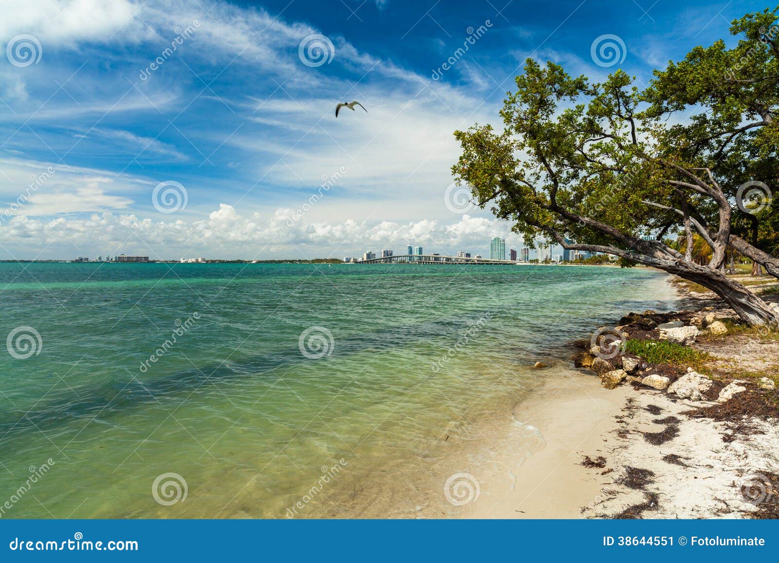 Playa de Key Biscayne imagen de archivo. Imagen de coco - 38644551