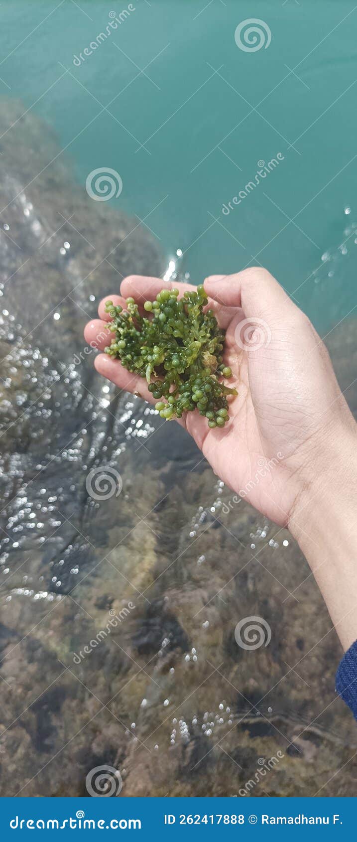 Playa De Sorake De Algas Nias Isla Indonesia Foto de archivo - Imagen ...