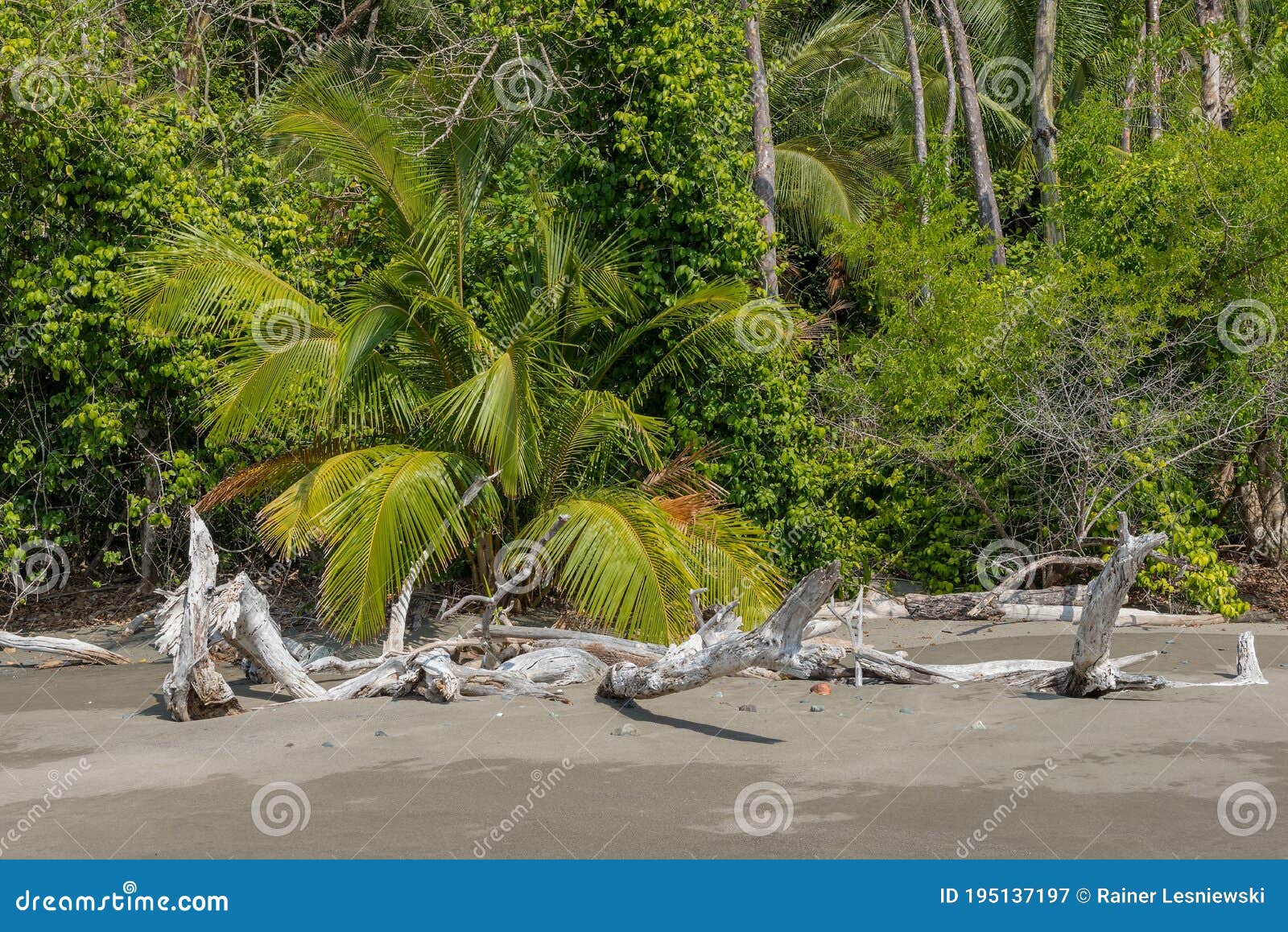 Playa Tropical En La Isla Cebaco De Panama Imagen de archivo - Imagen ...