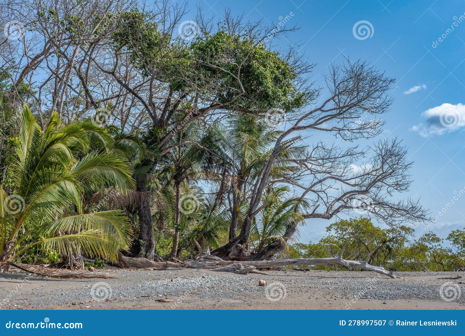 Playa Tropical En La Isla Cebaco De Panama Imagen de archivo - Imagen ...